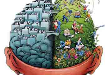 Hjernens funktion - Laering-i-fokus